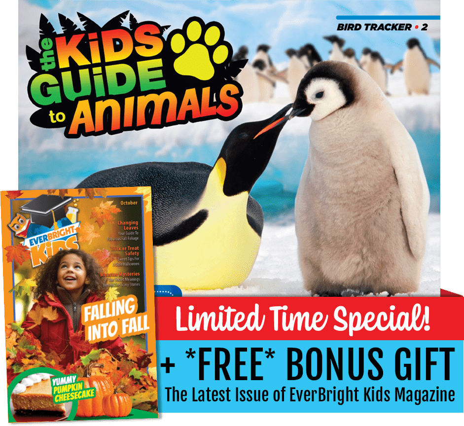 The Kids Guide to Animals: The Penguin