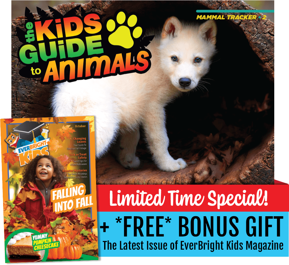 The Kids Guide to Animals: The Wolf