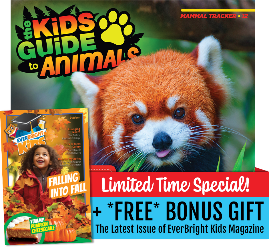 The Kids Guide to Animals: The Red Panda