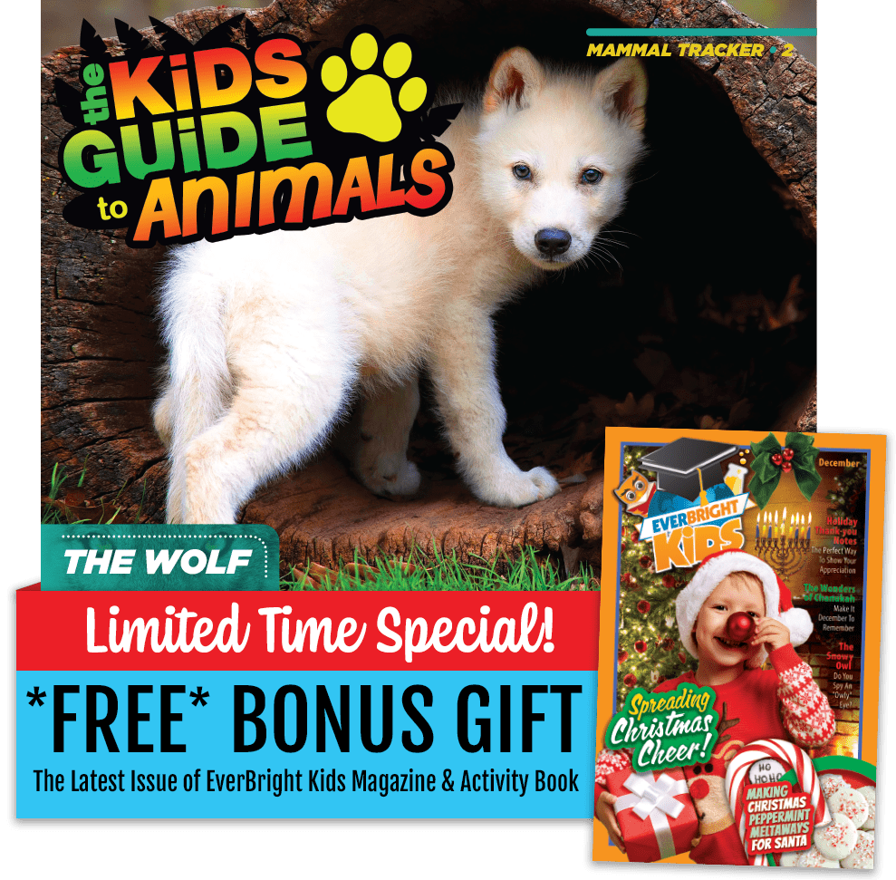 The Kids Guide to Animals: The Wolf